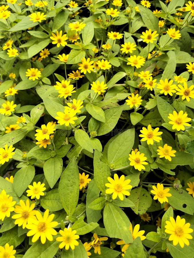 Mini Sunflowers Bloom in Bright Yellow Color Stock Photo - Image of ...