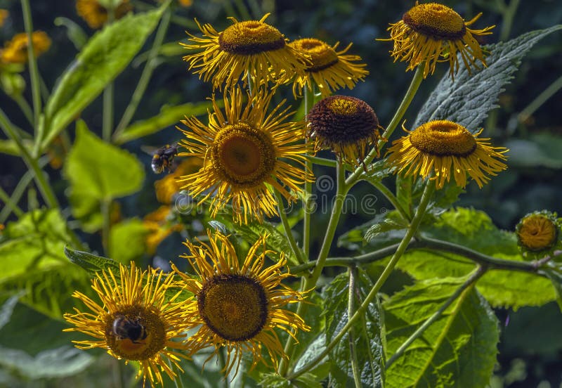Mini Sunflowers in the Botanical Garden Stock Image - Image of garden ...