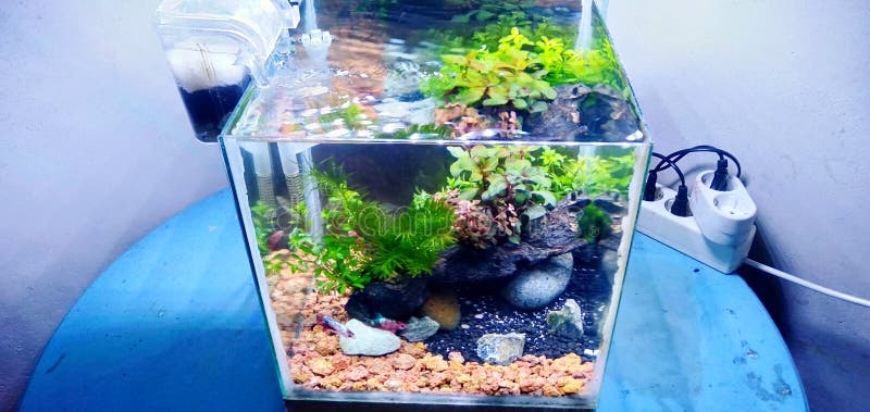 Mini tank natural stock photo. Image of freshwater, mini - 239623758