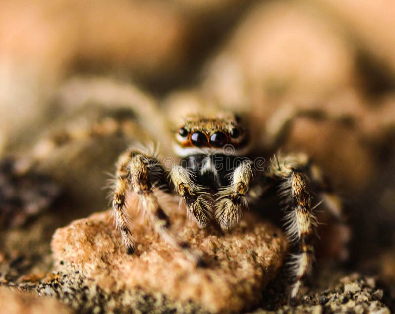 Mini Tarantula Stock Photos - Free & Royalty-Free Stock Photos from ...