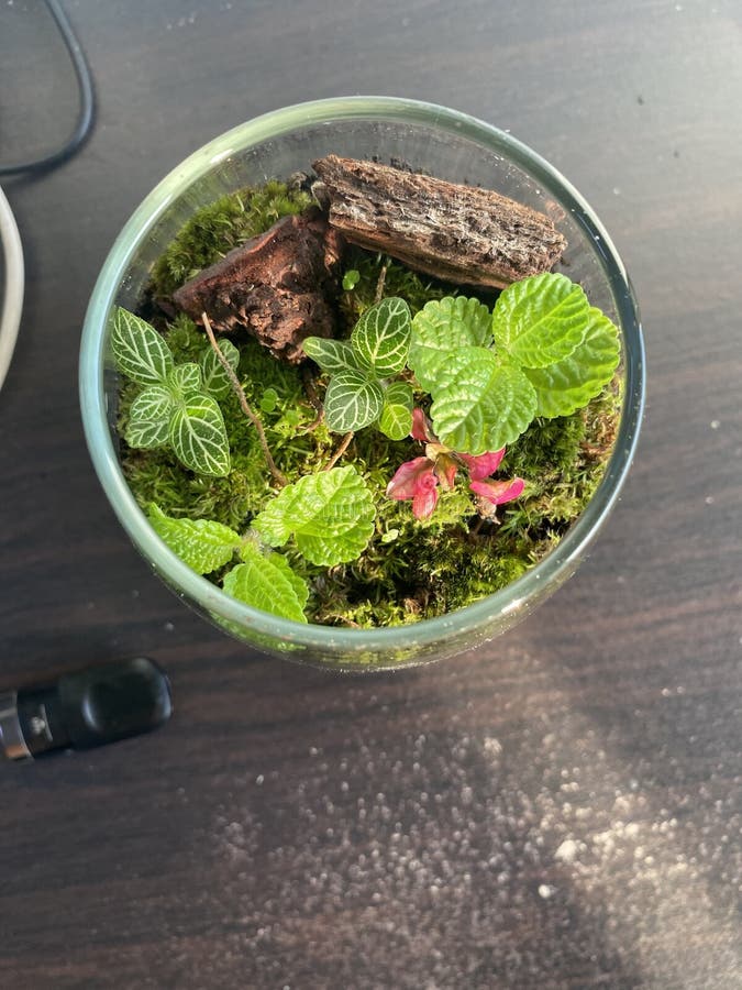 Mini terrarium stock photo. Image of vegetable, office - 333048470
