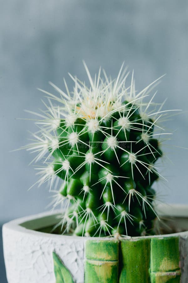Mini Thorn Cactus in a Small Pot, Close Up Stock Image - Image of ...
