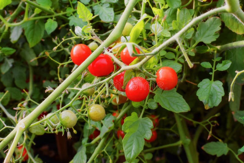 Mini tomate bush foto de stock. Imagem de amadurecimento - 207360078