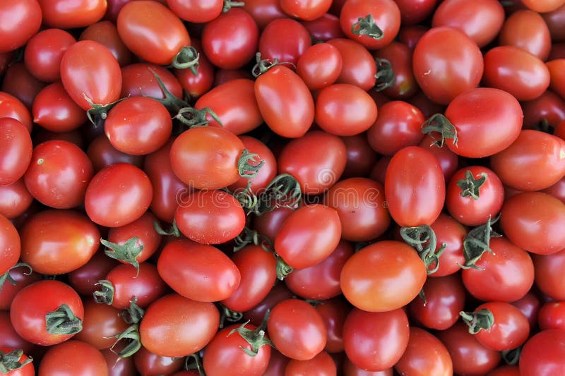 Mini tomato stock photo. Image of planting, crop, food - 19744664