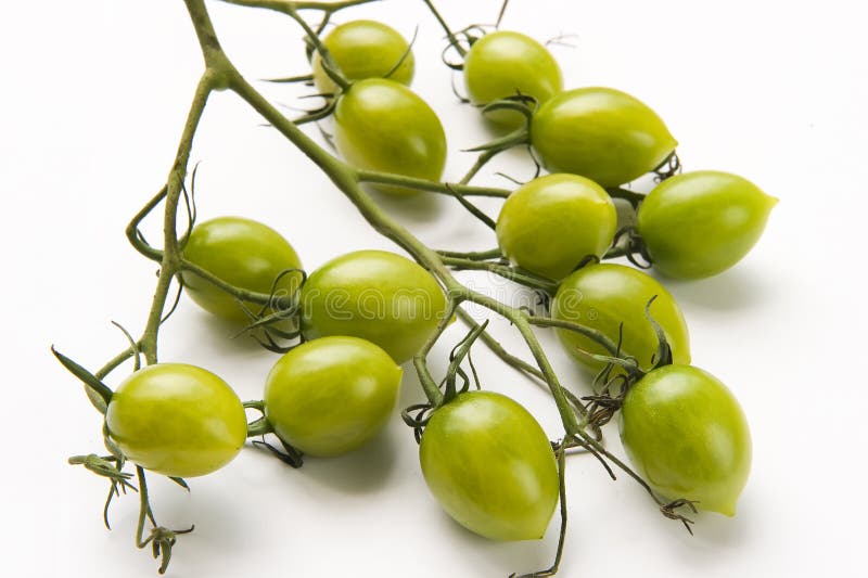 Mini tomato stock photo. Image of green, season, crops - 20157282