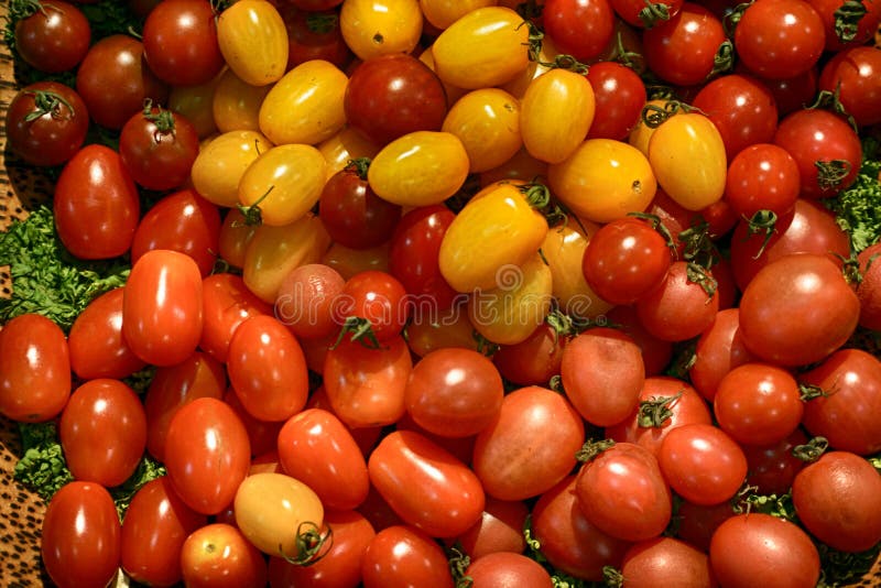 Mini tomato stock photo. Image of palatable, yellow, flavorsome - 79706750