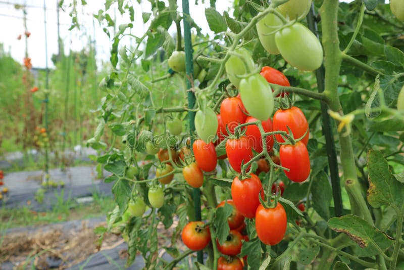 Mini tomato stock image. Image of mini, vegetable, ingredients - 97022955