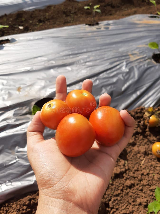 Mini Tomato garden stock photo. Image of food, mini - 200641868