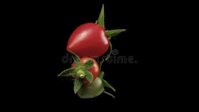 Mini Tomatoes, Different Colors. Rotate on a Black Background, Close-up ...