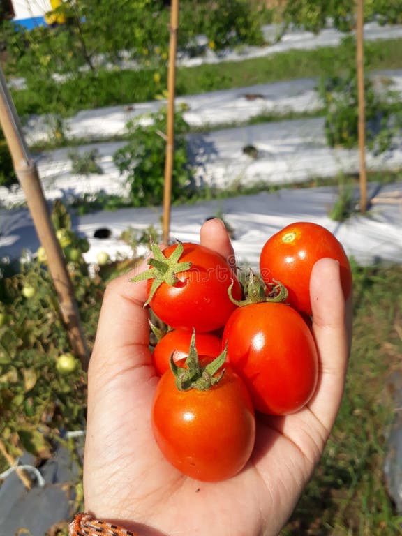 Mini Tomatoes and Light of the Sun Stock Photo - Image of light ...