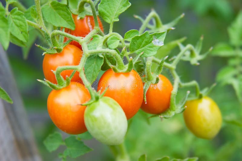 Mini tomatos stock image. Image of healthy, food, natural - 2949767