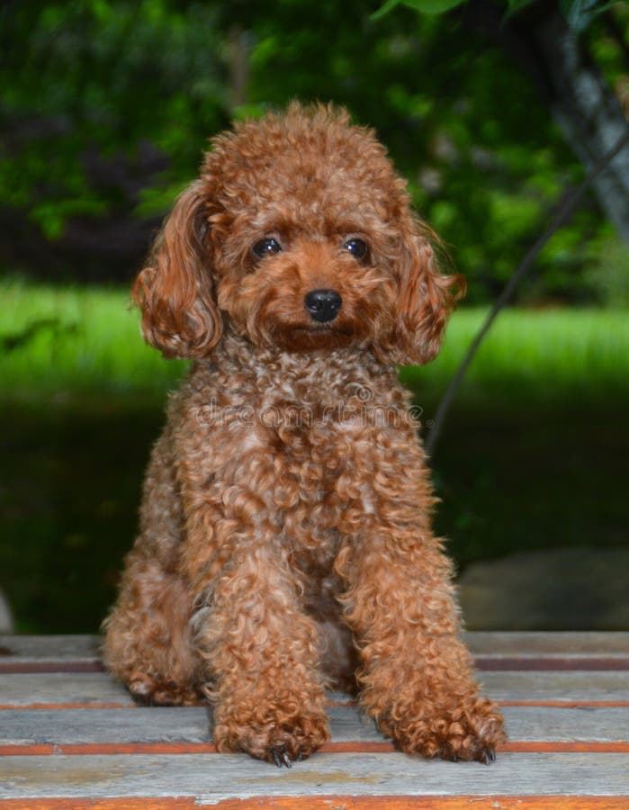 Mini Toy Poodle stock image. Image of short, looking - 127625147