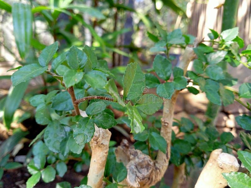 Mini tree as Plant house stock photo. Image of home - 226889124