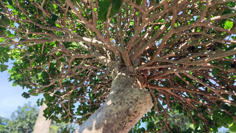 Mini tree from below stock photo. Image of deciduous - 381288294