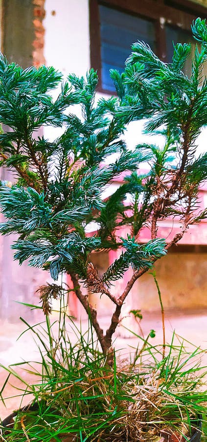 Mini Tree, or so-called Bonsai. Commonly Used for Ornamental Plants by ...