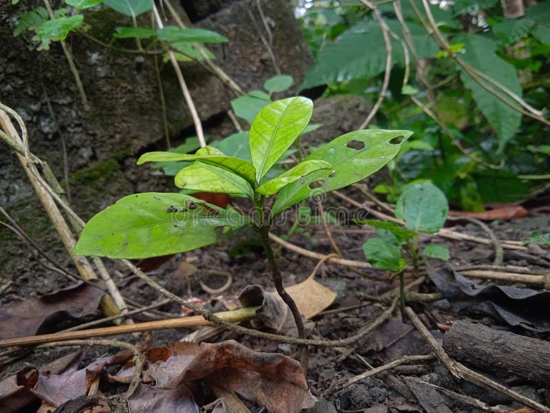 Mini tree on humidity area stock photo. Image of plant - 247342072