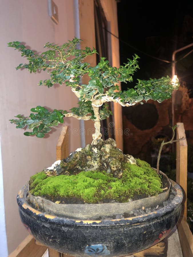 Mini Tree Plant Green Nature Stock Photo - Image of plant, mini: 206918762