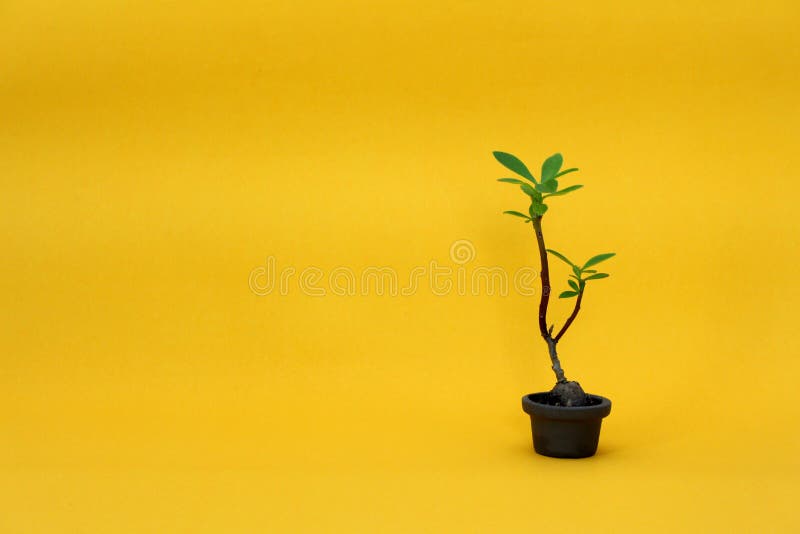 Mini Tree in Mini Pot on Yellow Background Stock Photo - Image of ...
