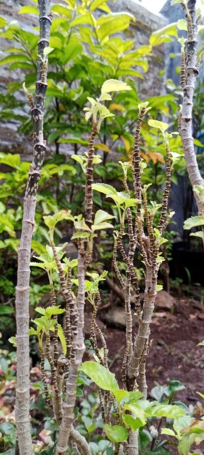 Mini Tropical Plants, Garden Stock Image - Image of garden, flora ...