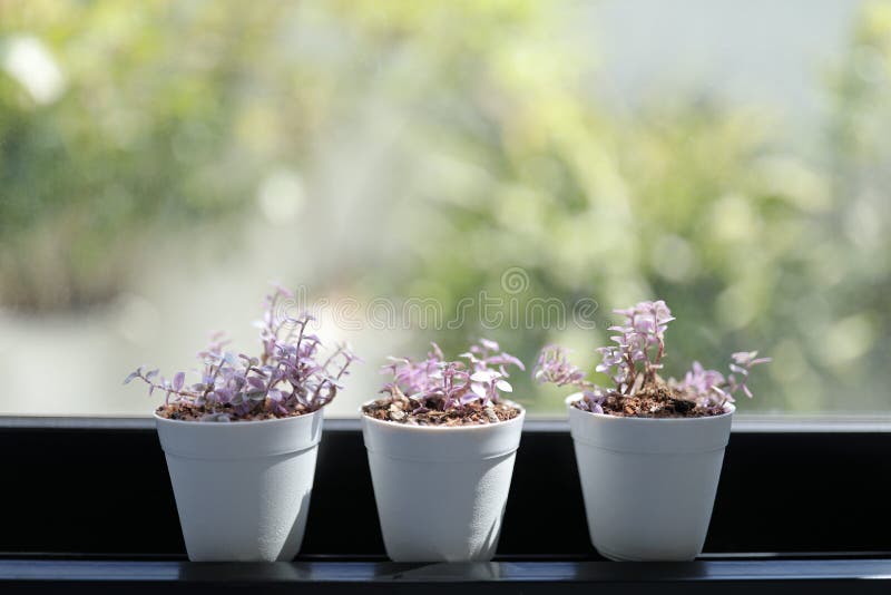 Mini Turtle Plant Purple Flower in Front of Windows Under Sunlight ...