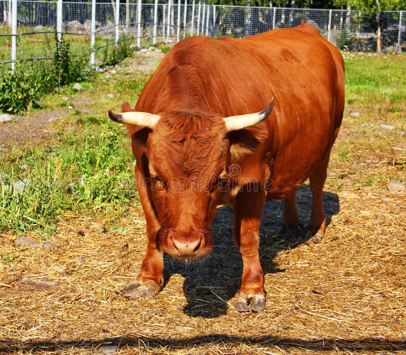 Mini vaca Dexter foto de stock. Imagem de mini, pés, jogo - 58690894