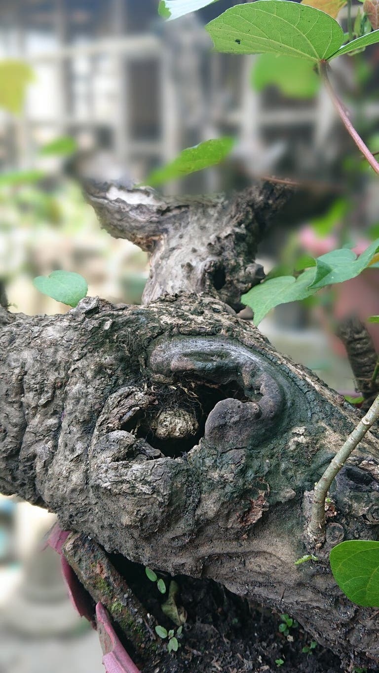 121 Waru Tree Stock Photos - Free & Royalty-Free Stock Photos from ...