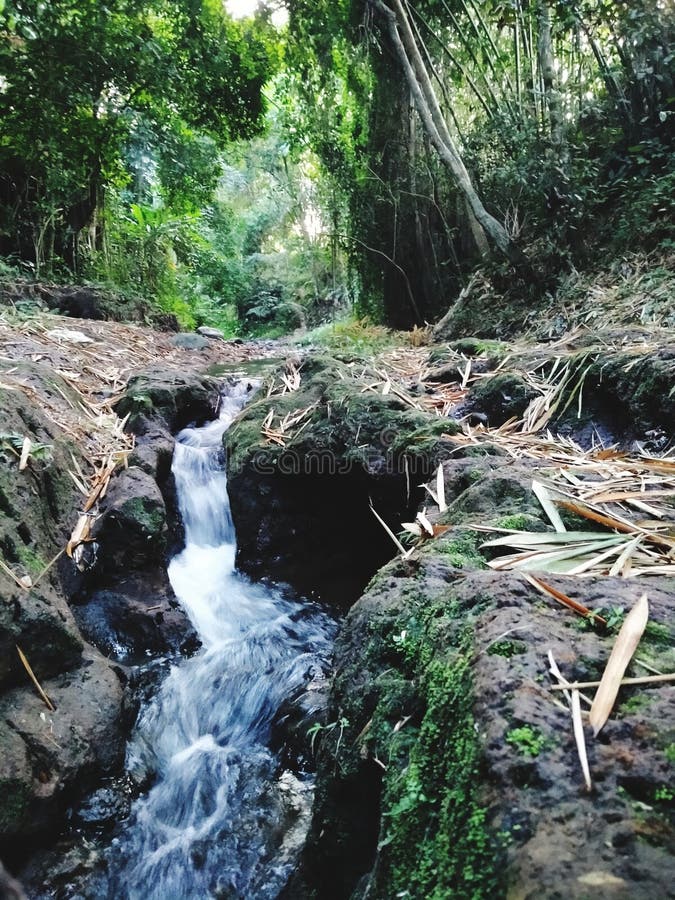 Mini Waterfall Random Forest Stock Photo - Image of stream, vegetation ...