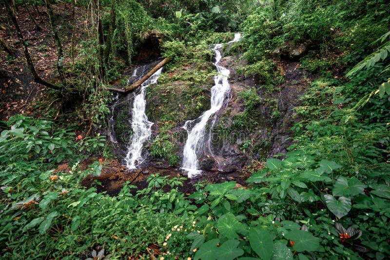 Mini Waterfall of Water Stream from the Forest Stock Photo - Image of ...