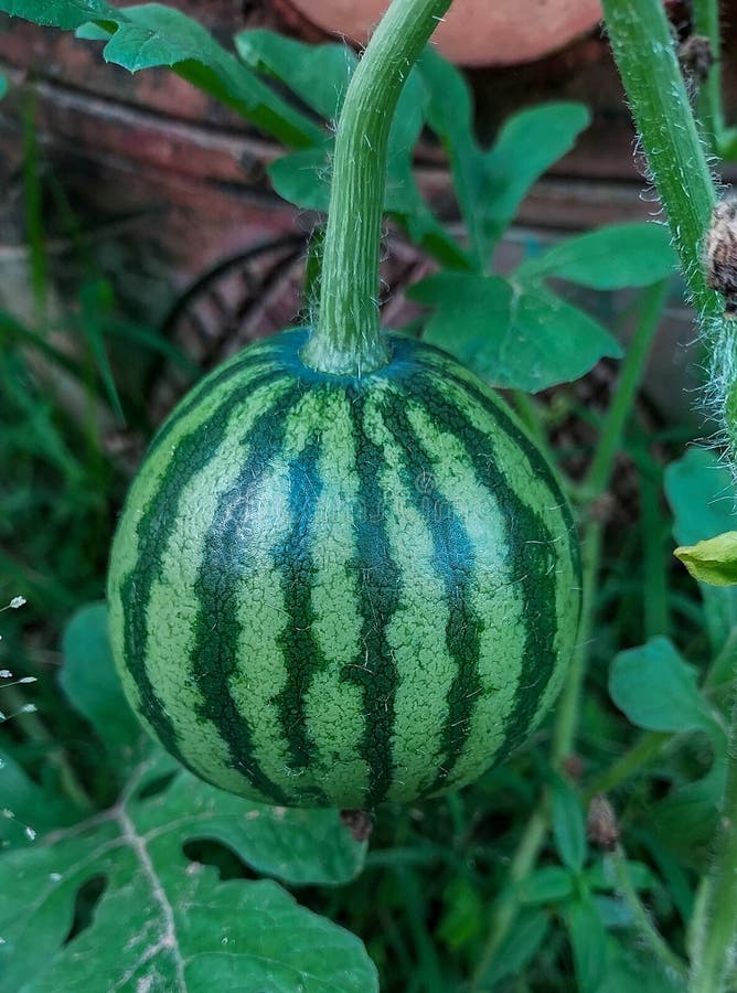 Mini watermelon close-up stock photo. Image of green - 263505588
