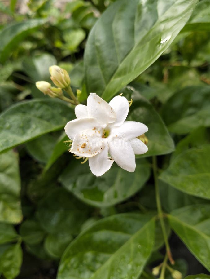 Mini white flower bloom stock photo. Image of food, wildflower - 268155318