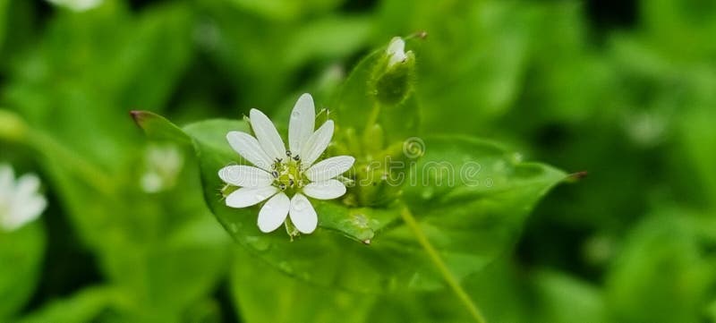 Mini White flower stock image. Image of petal, blossom - 223798393
