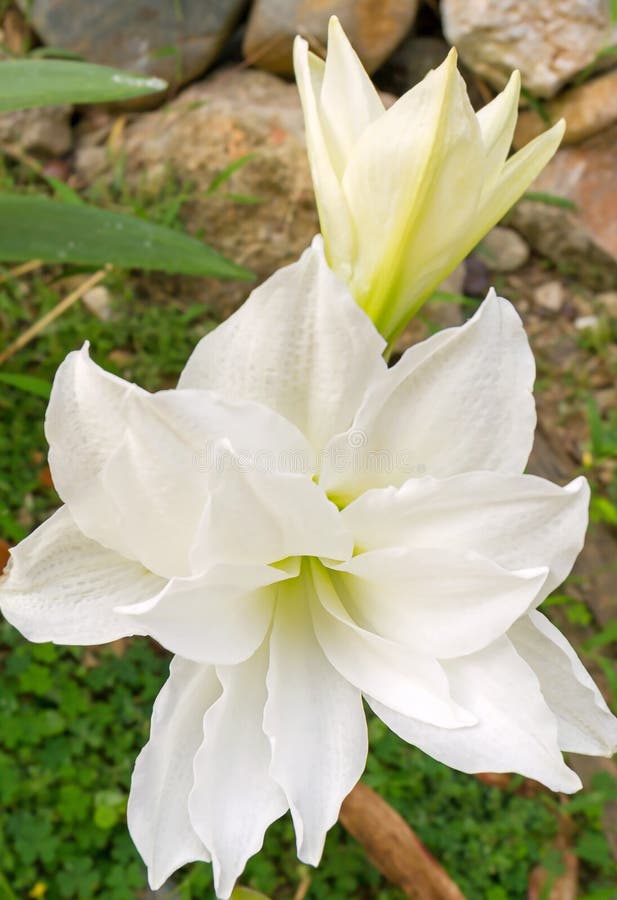 Mini white flower stock photo. Image of daytime, petal - 41463118