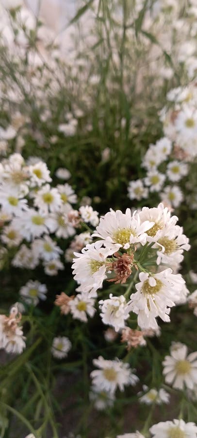 Mini White Flowers with Focused Area Stock Photo - Image of flowers ...