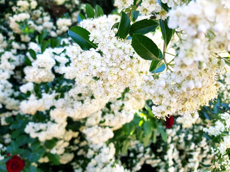 Mini white flowers stock photo. Image of plant, flower - 152979074