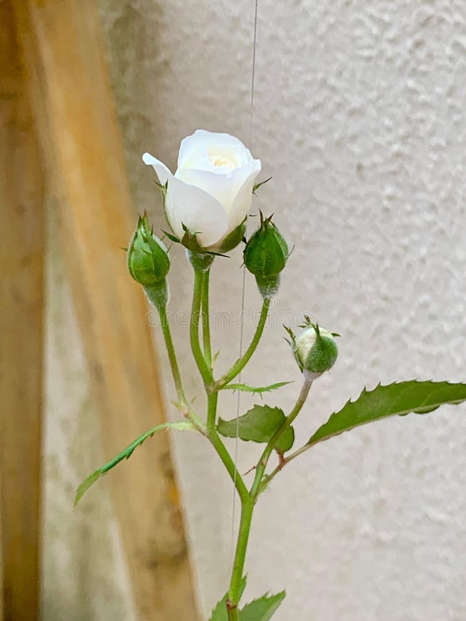 Mini White Rose Bud in Closeup Stock Image - Image of branches, twig: 339972073