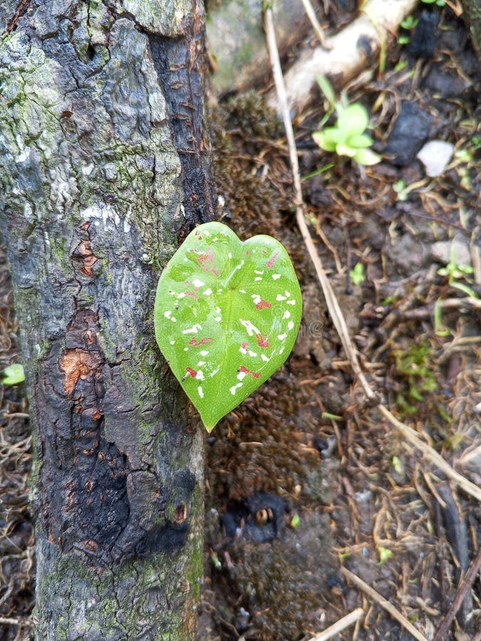 Mini Wild taro in forest stock photo. Image of nature - 345240832