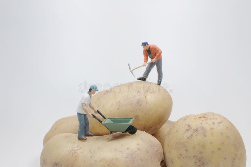 A Mini Worker Work on the Potato Stock Photo - Image of yellow, front ...