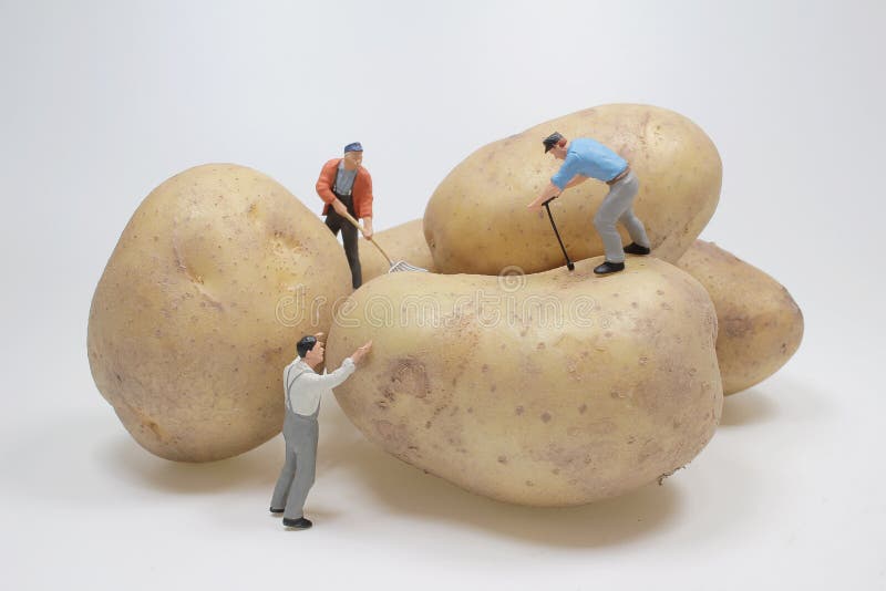 A Mini Worker Work on the Potato Stock Photo - Image of farm, fuel ...