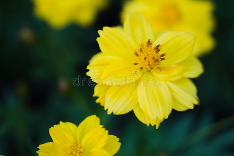 Mini yellow flower stock photo. Image of chatuchak, wild - 106541336