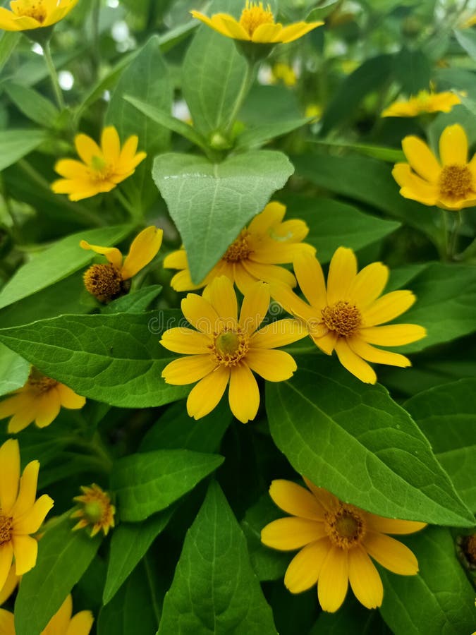 Mini yellow sun flower stock photo. Image of mini, bunga - 260204820