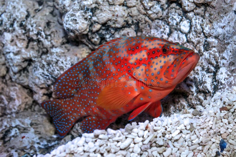 Miniata Grouper Cephalopholis Miniata Stock Photo - Image of carol ...