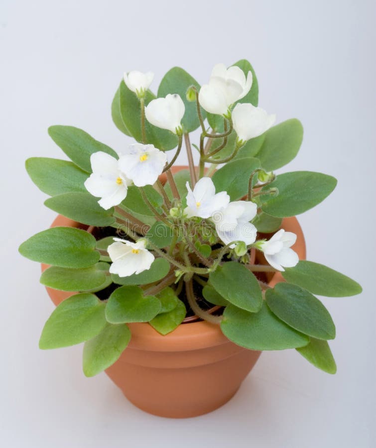 Miniature African Violet (senpolia) Stock Photo - Image of gesneriaceae ...