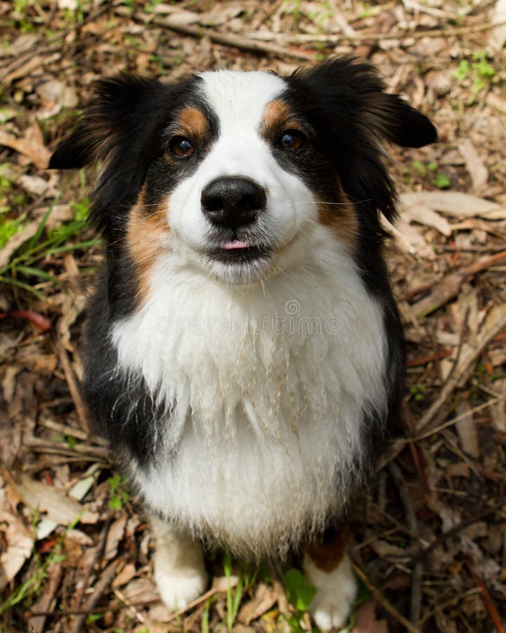Miniature Australian Sheppard Stock Image - Image of color, trail: 24364859
