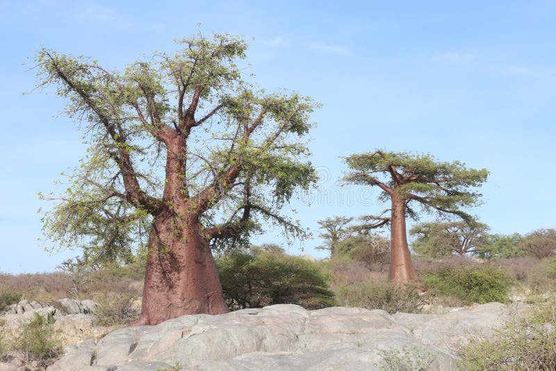 Baobab Tree Botswana Stock Photos - Download 708 Royalty Free Photos