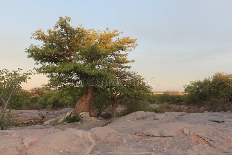 Miniature Baobab Tree Stock Photos - Free & Royalty-Free Stock Photos ...