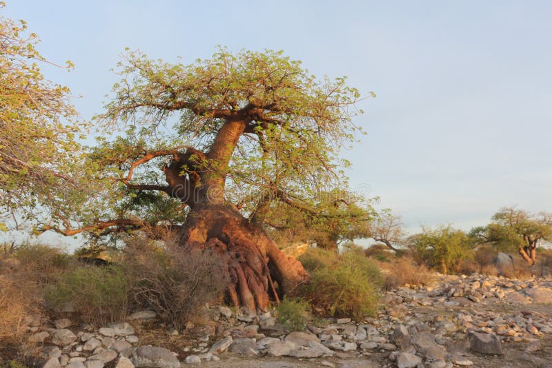 Miniature Baobab Tree Stock Photos - Free & Royalty-Free Stock Photos ...