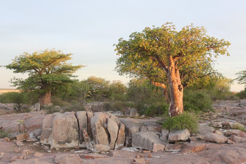 Miniature Baobab Tree Stock Photos - Free & Royalty-Free Stock Photos ...