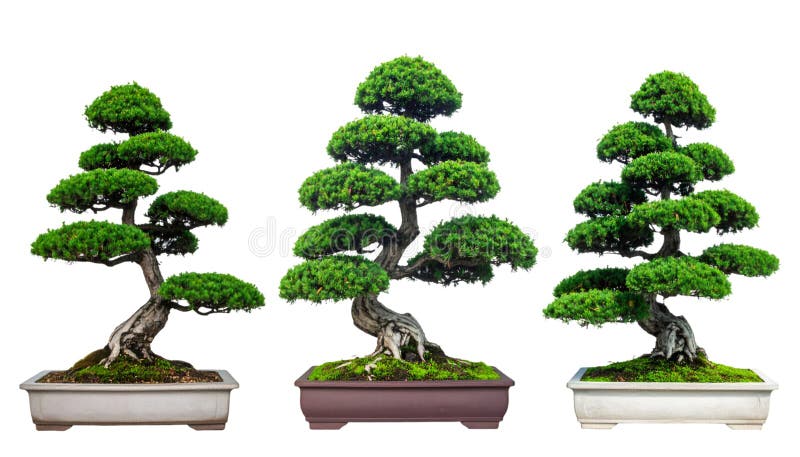 Miniature Bonsai Collection, Multiple Angles, Transparent Backdrop ...