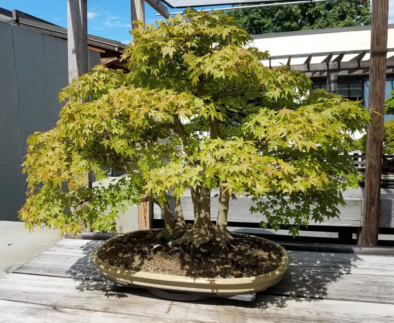 Miniature Bonsai Maple Tree Stock Photo - Image of hobby, houseplant ...