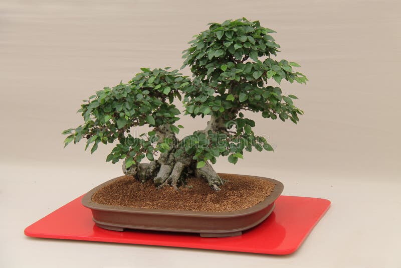 Miniature Bonsai Tree. stock photo. Image of timber - 148204194